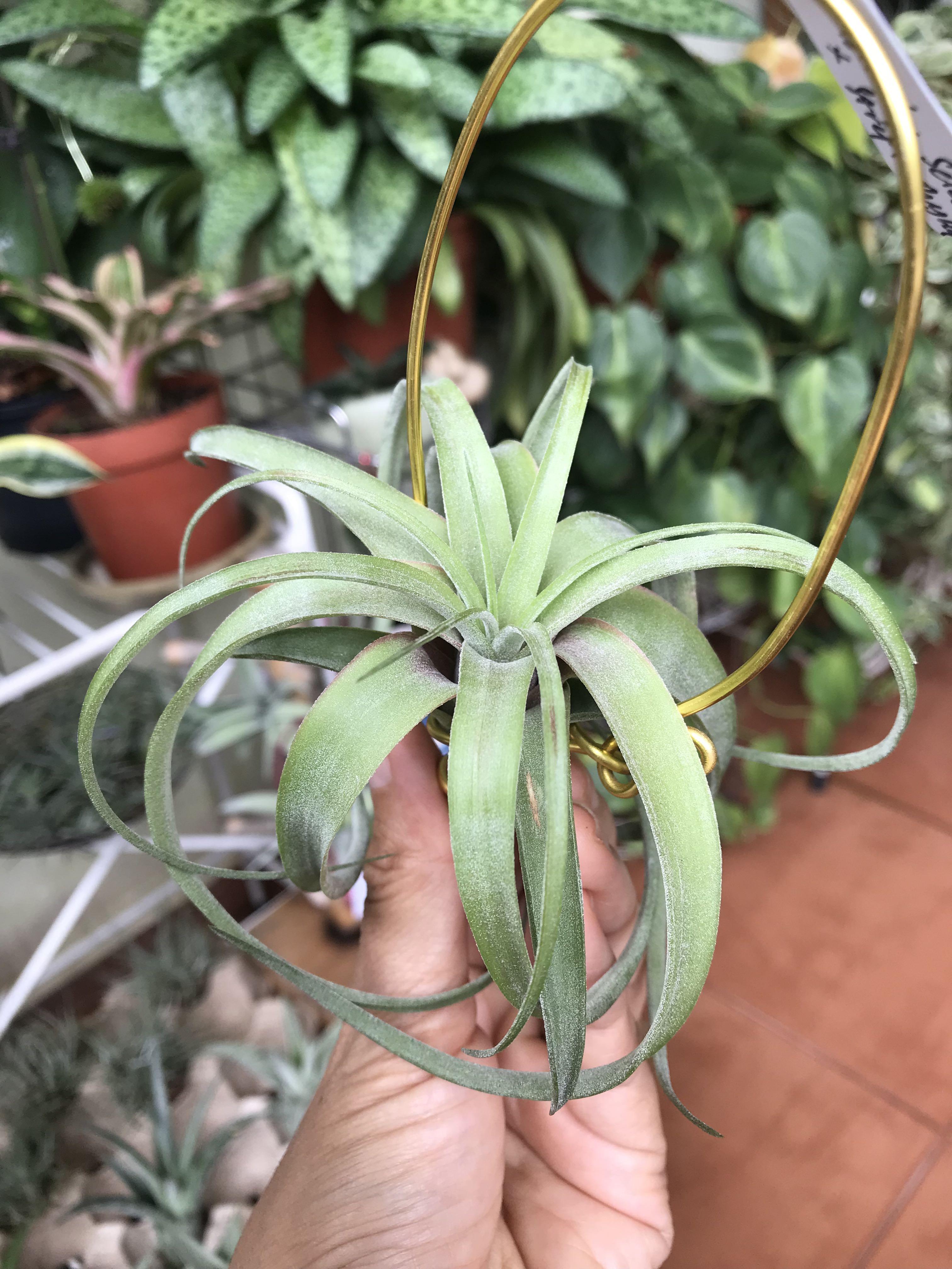 Tillandsia Brachy Selecta x Streptophylla, Furniture & Home Living ...