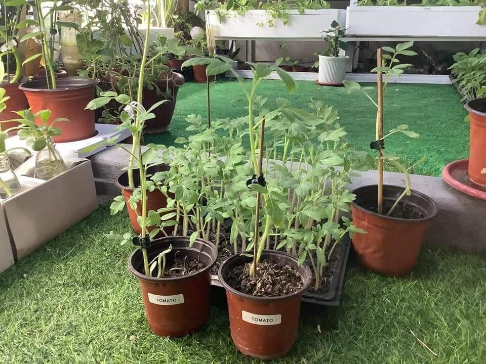 Tomato kamatis plants, Furniture & Home Living, Gardening, Plants ...