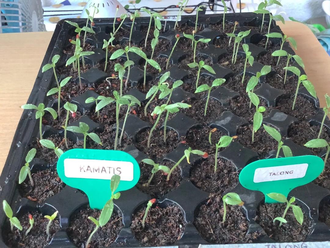 Tomato kamatis plants, Furniture & Home Living, Gardening, Plants ...