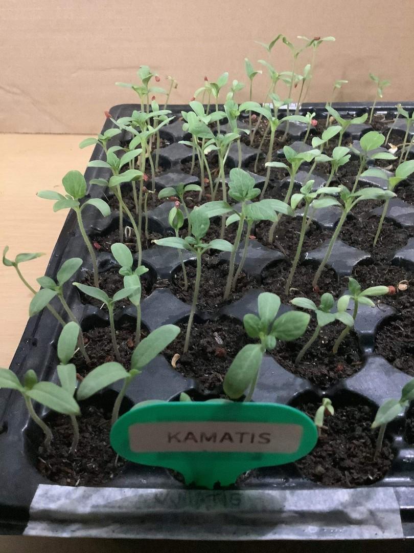 Tomato kamatis plants, Furniture & Home Living, Gardening, Plants ...