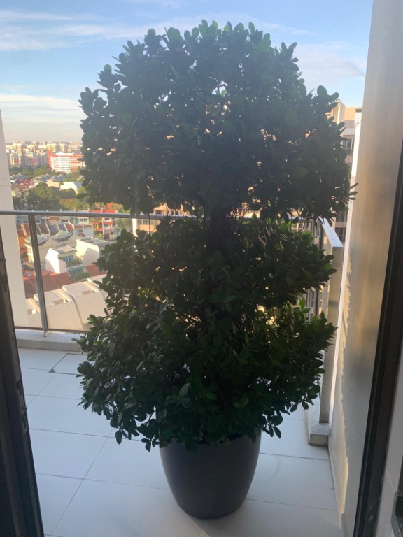 3 Layer Ficus Microcarpa, Chinese Banyan trees, Furniture & Home Living ...