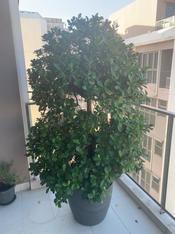3 Layer Ficus Microcarpa, Chinese Banyan trees, Furniture & Home Living ...