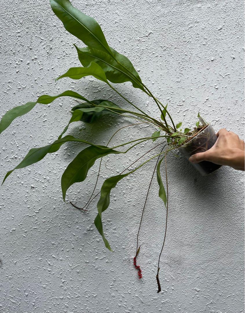 Anthurium Gracile, Furniture & Home Living, Gardening, Plants & Seeds ...
