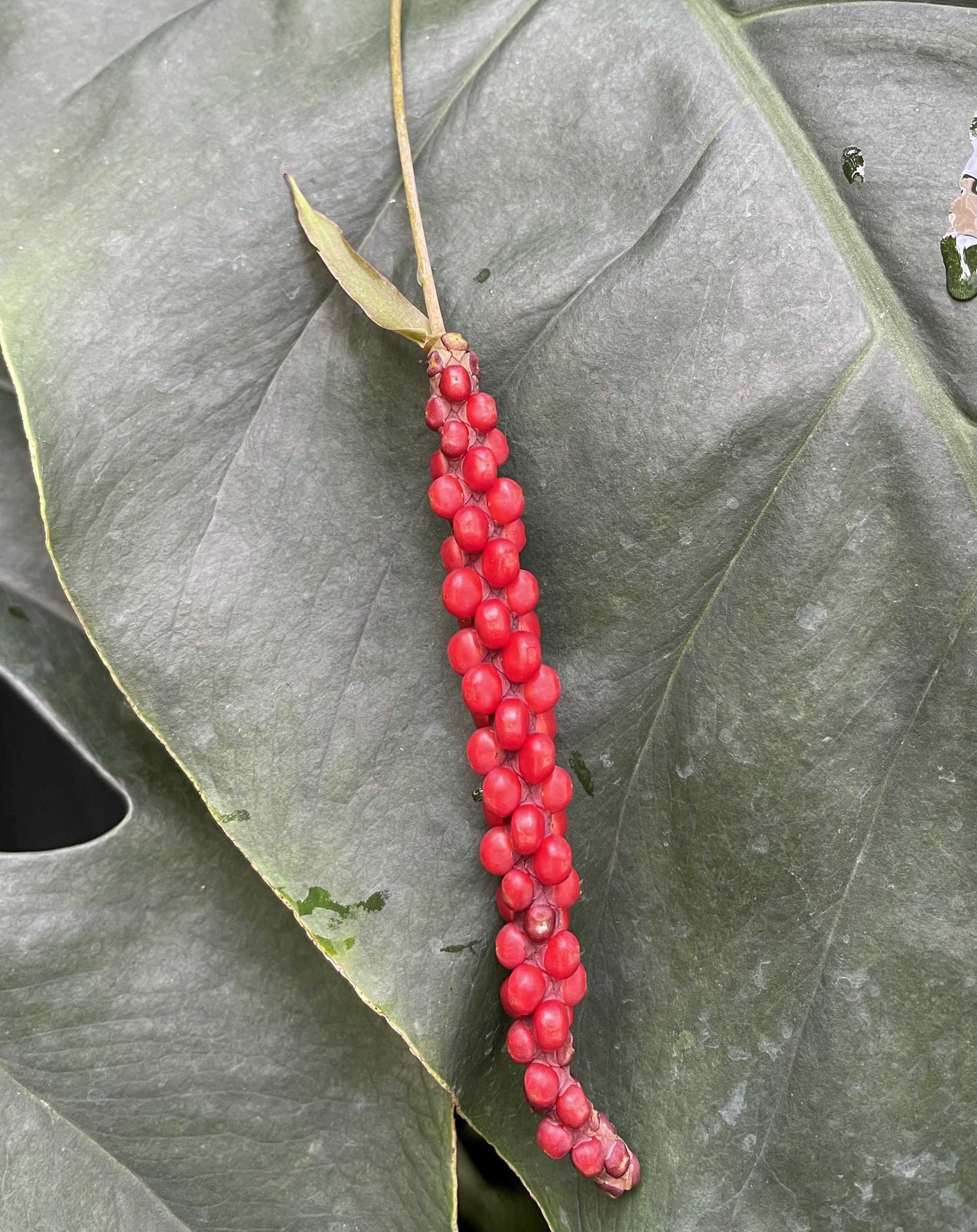 Anthurium Gracile, Furniture & Home Living, Gardening, Plants & Seeds ...