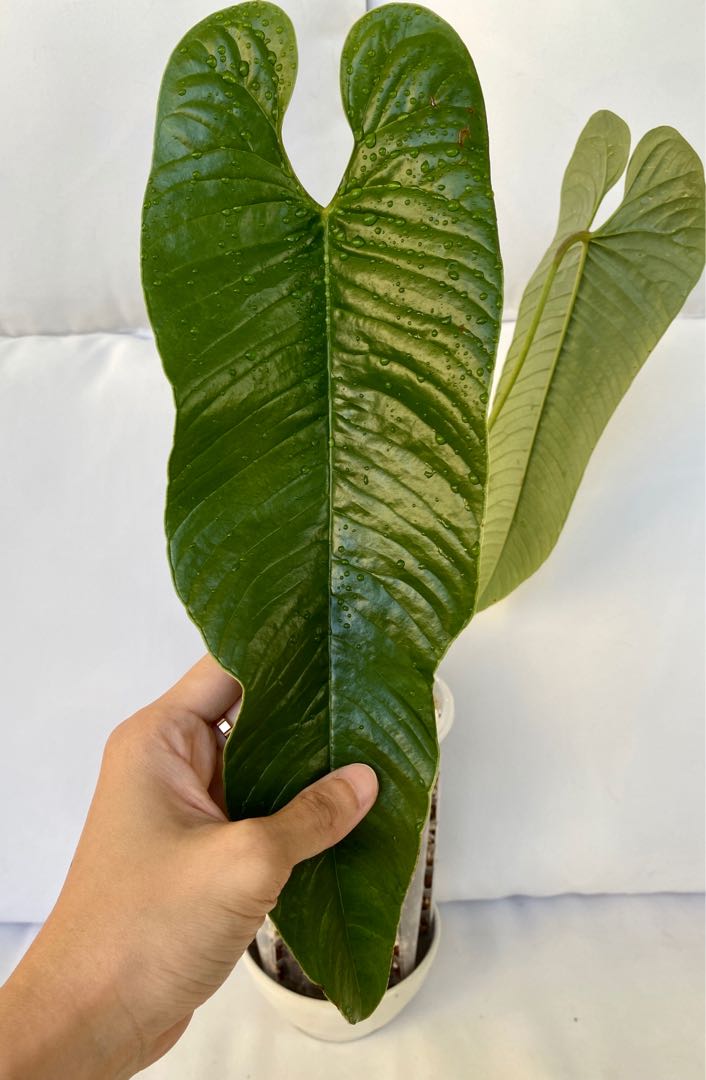 Anthurium Tremulum Andinum (RARE), Furniture & Home Living, Gardening ...
