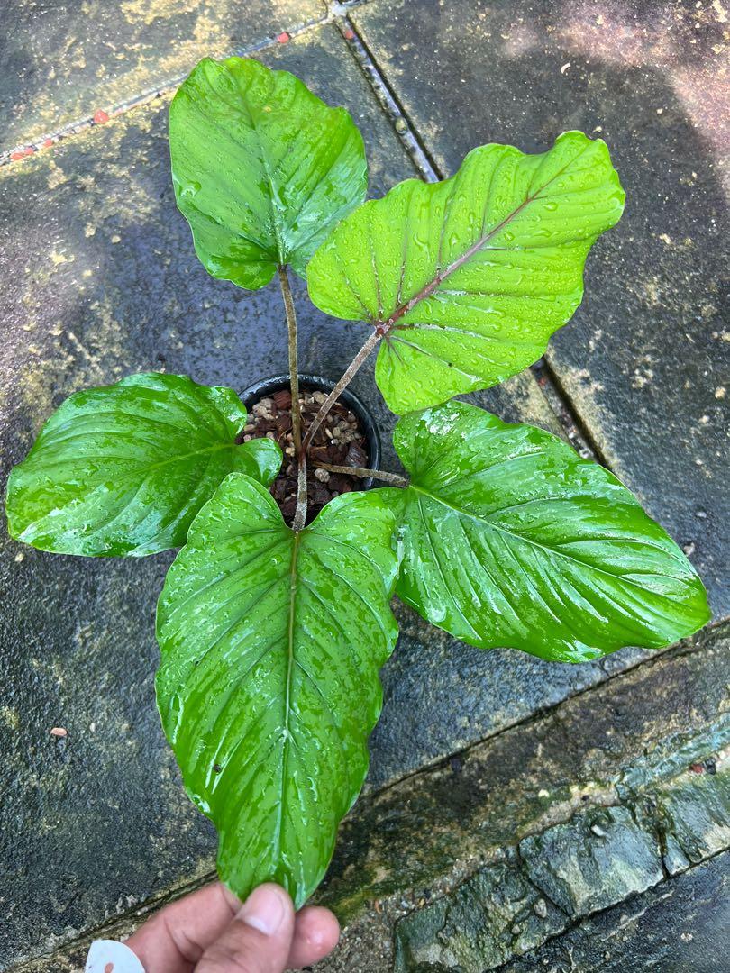 Chlorospatha sp red, Furniture & Home Living, Gardening, Plants & Seeds ...