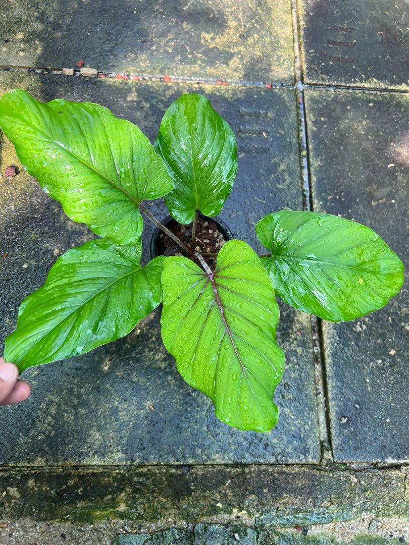 Chlorospatha sp red, Furniture & Home Living, Gardening, Plants & Seeds ...