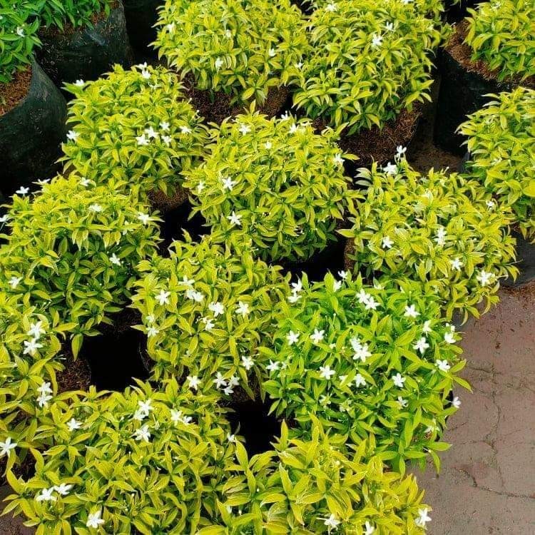 Golden pandakaki, Furniture & Home Living, Gardening, Pots & Planters ...