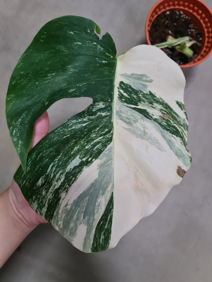 Variegated monstera albo borsigiana, Furniture & Home Living, Gardening ...