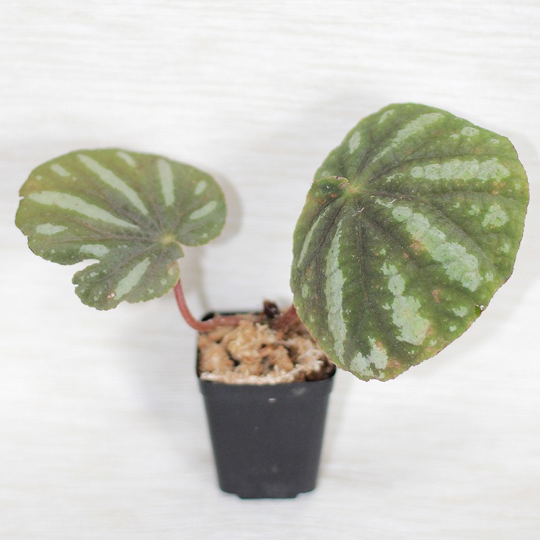 Begonia U667 (pot A), Furniture & Home Living, Gardening, Plants ...