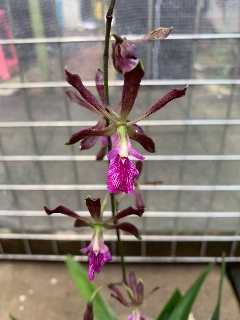 Encyclia cordigera hybrid, Furniture & Home Living, Gardening, Plants ...