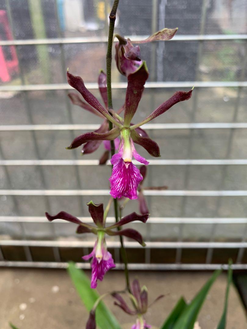 Encyclia cordigera hybrid, Furniture & Home Living, Gardening, Plants ...