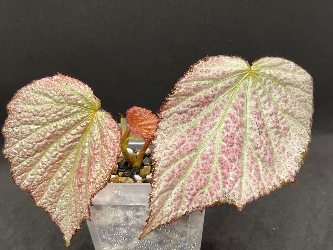 Begonia Two Face, Furniture & Home Living, Gardening, Plants & Seeds on ...