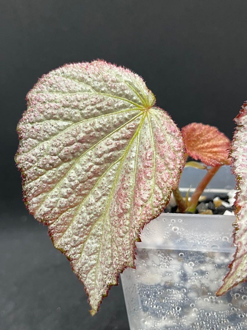 Begonia Two Face, Furniture & Home Living, Gardening, Plants & Seeds on ...