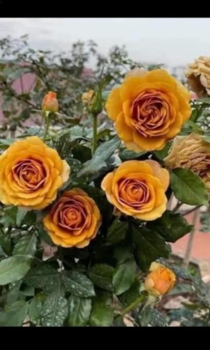 Pine dream rose plant, Furniture & Home Living, Gardening, Plants ...