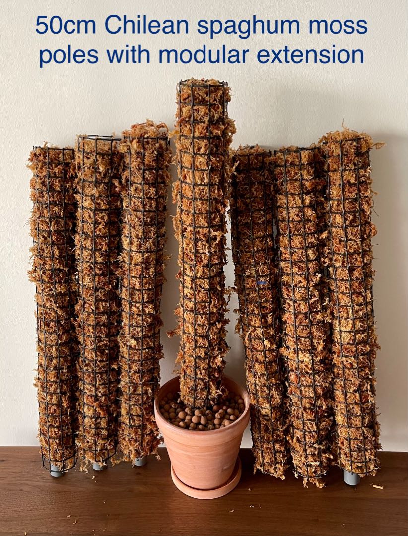 Spaghum spag moss pole EXTENDABLE, Furniture & Home Living, Gardening ...