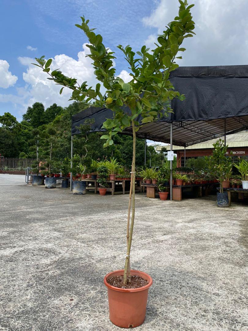 Taiwan Fragrance Lemon Tree [ 台湾香柠檬] 6ft tall, Furniture & Home Living ...