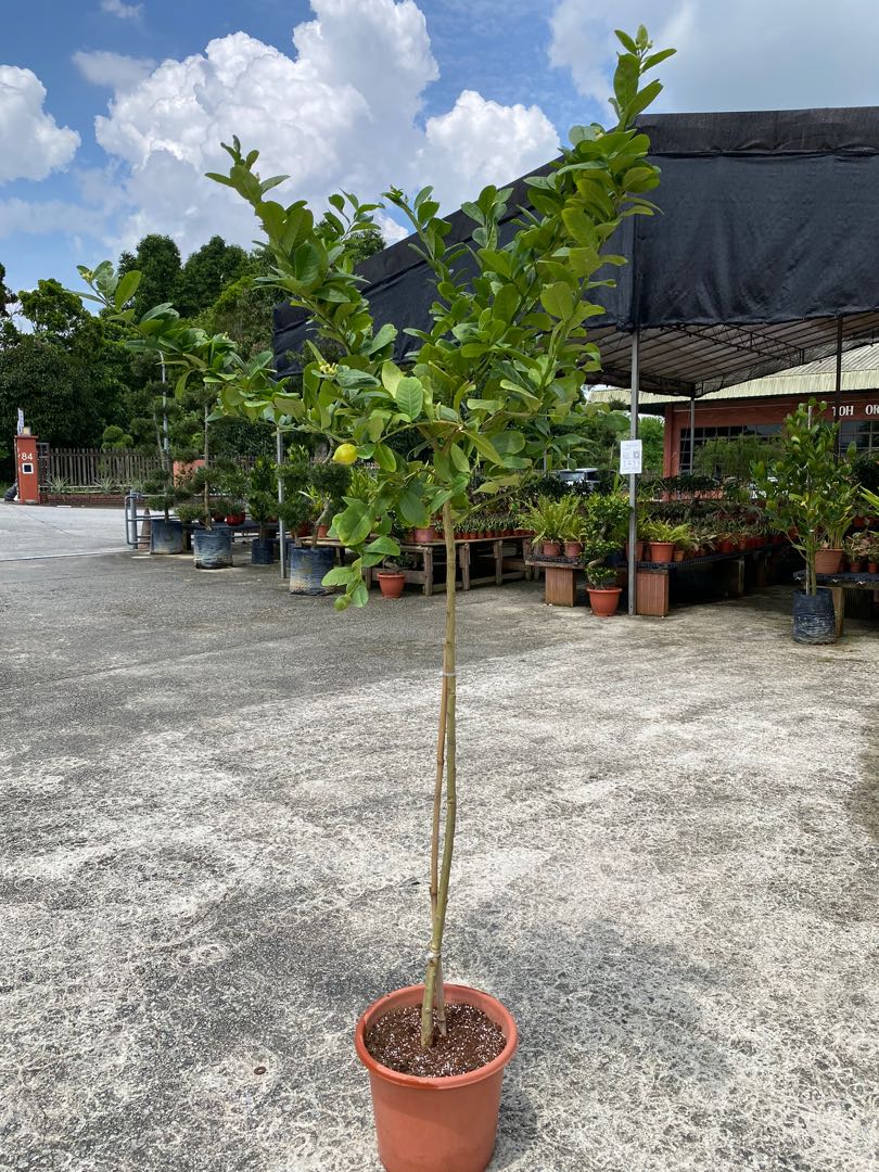 Taiwan Fragrance Lemon Tree [ 台湾香柠檬] 6ft tall, Furniture & Home Living ...