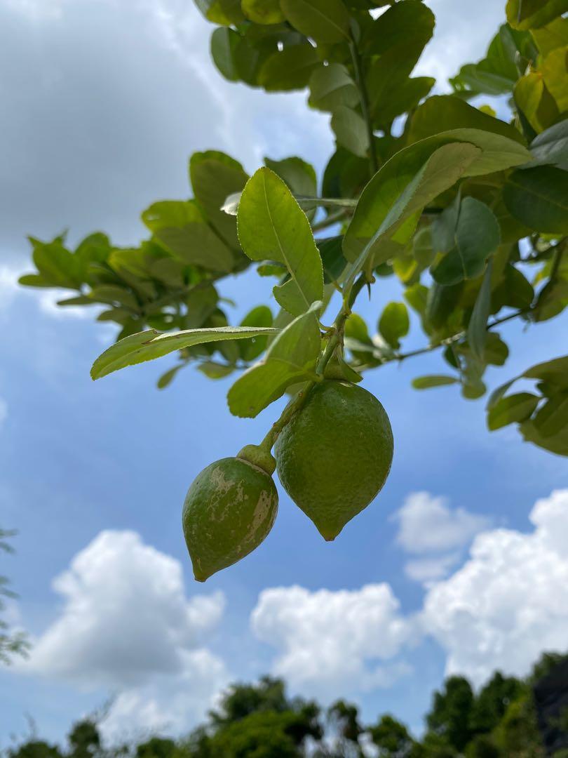 Taiwan Fragrance Lemon Tree [ 台湾香柠檬] 6ft tall, Furniture & Home Living ...