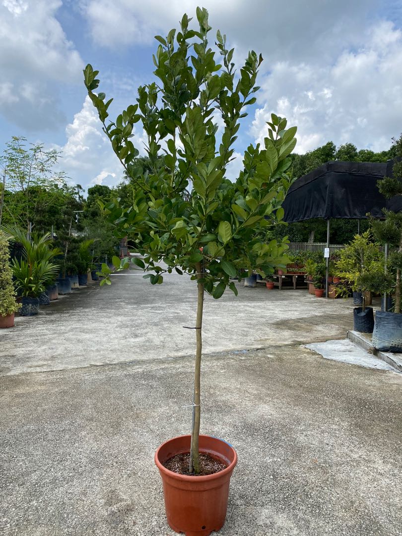 Thick Trunk Taiwan Fragrance Lemon Tree [8ft Tall] 台湾香柠檬, Furniture ...