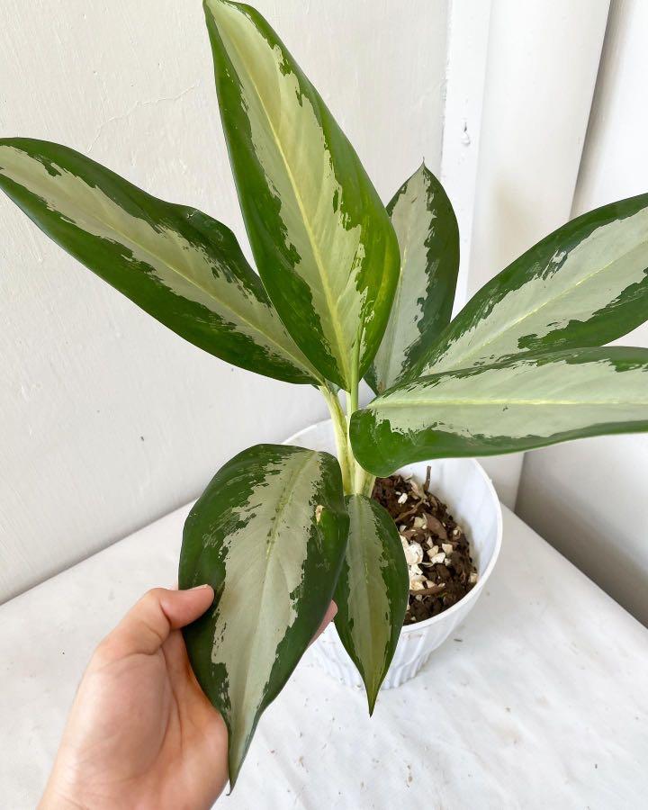 Aglonema Emerald Bay, Furniture & Home Living, Gardening, Plants ...