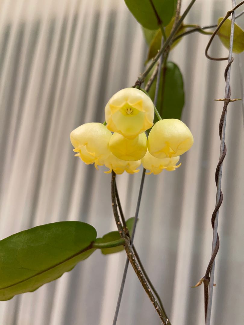 Hoya inflata with peduncle, Furniture & Home Living, Gardening, Plants ...