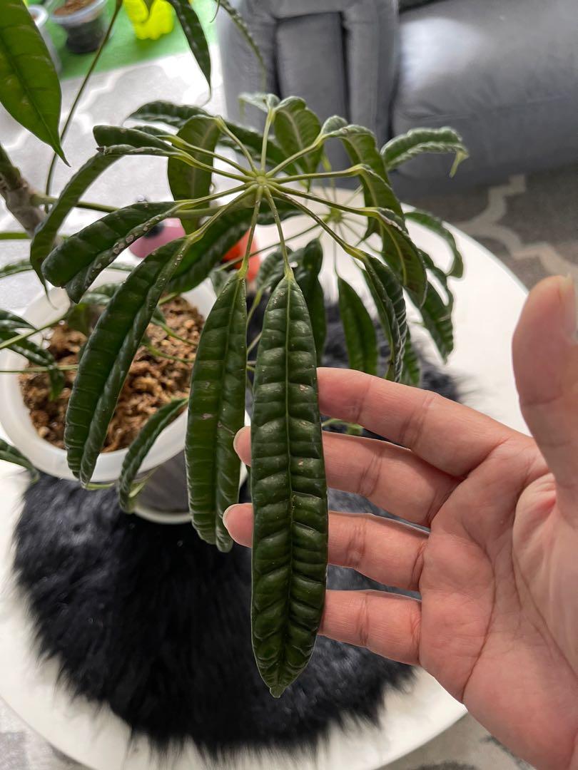 Large Schefflera Albido-Bracteata rare healthy large with many leaves ...