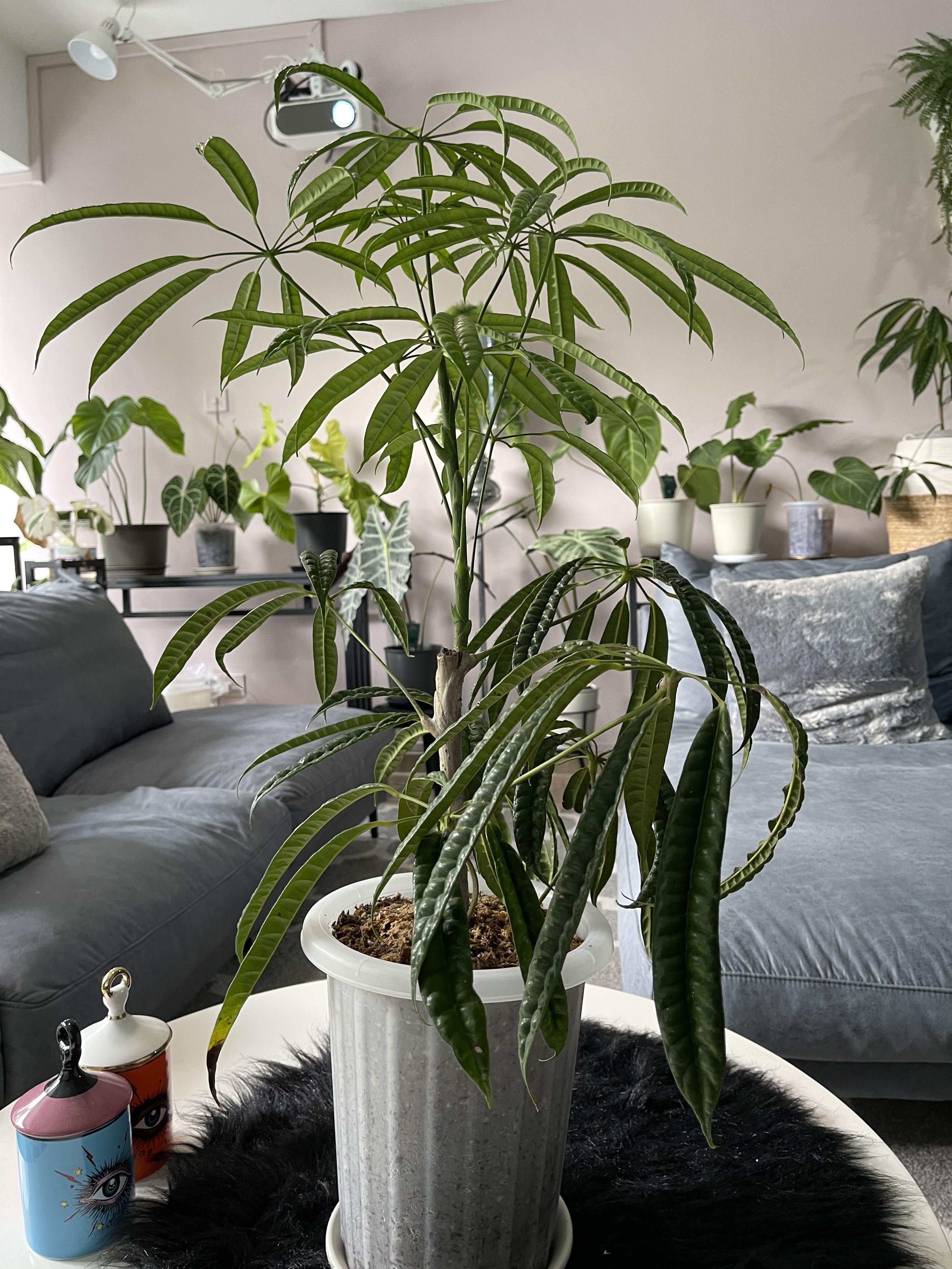 Large Schefflera Albido-Bracteata rare healthy large with many leaves ...
