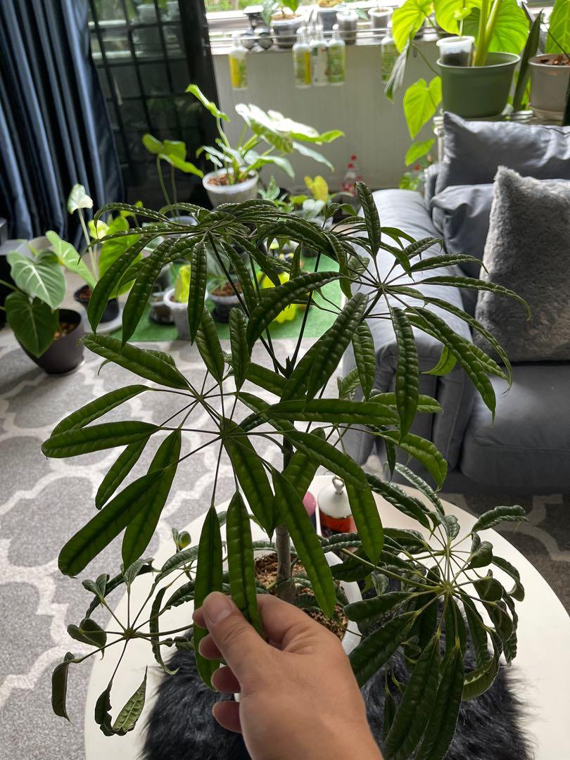 Large Schefflera Albido-Bracteata rare healthy large with many leaves ...