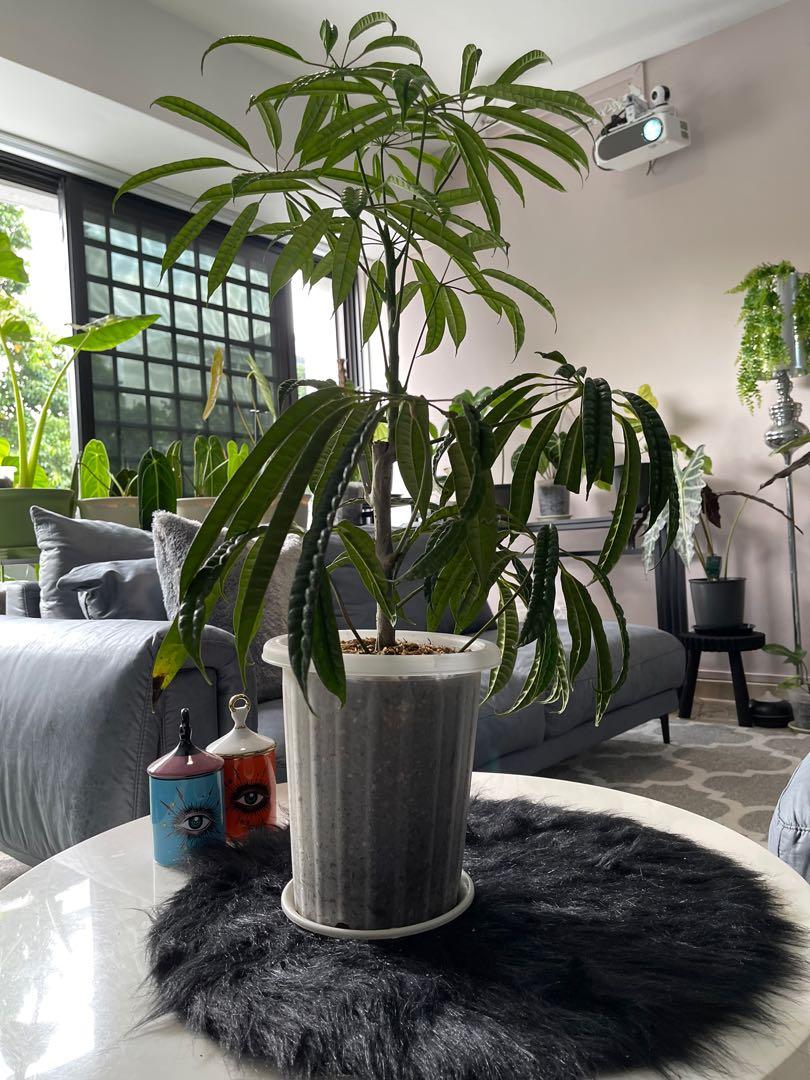 Large Schefflera Albido-Bracteata rare healthy large with many leaves ...