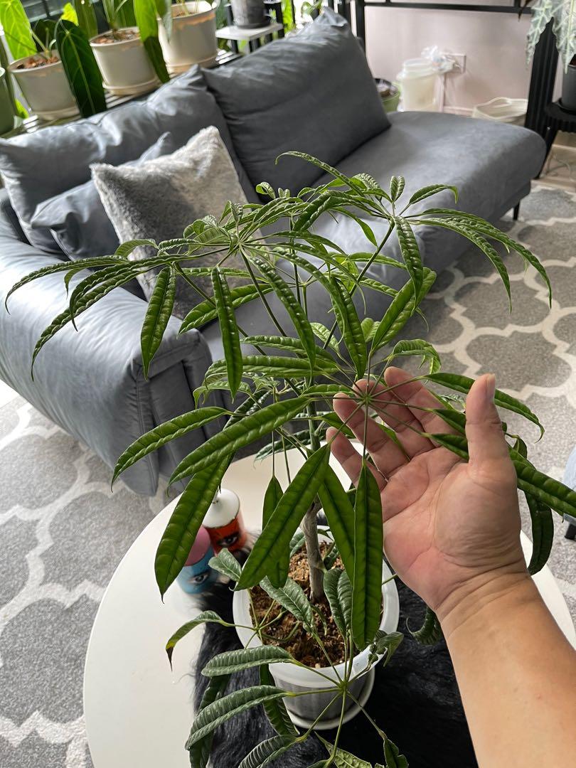 Large Schefflera Albido-Bracteata rare healthy large with many leaves ...