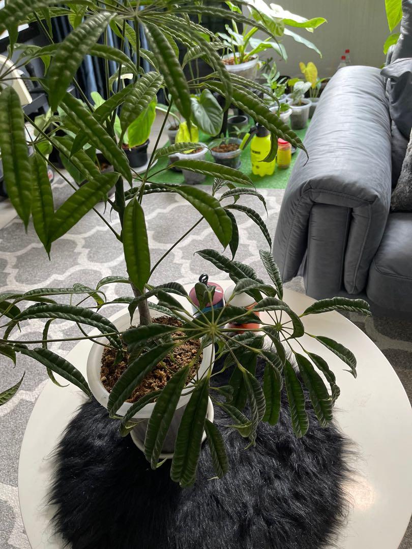 Large Schefflera Albido-Bracteata rare healthy large with many leaves ...