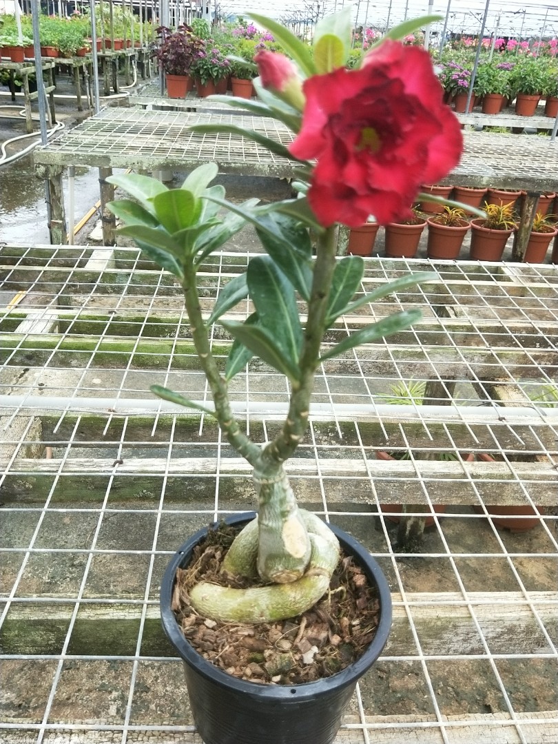 Red Adenium, Furniture & Home Living, Gardening, Plants & Seeds on ...