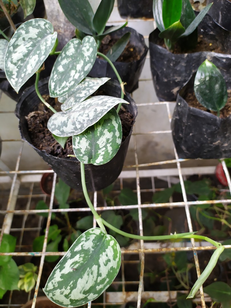 Scindapsus Silver Satin, Furniture & Home Living, Gardening, Plants ...