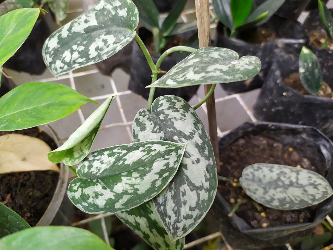 Scindapsus Silver Satin, Furniture & Home Living, Gardening, Plants ...