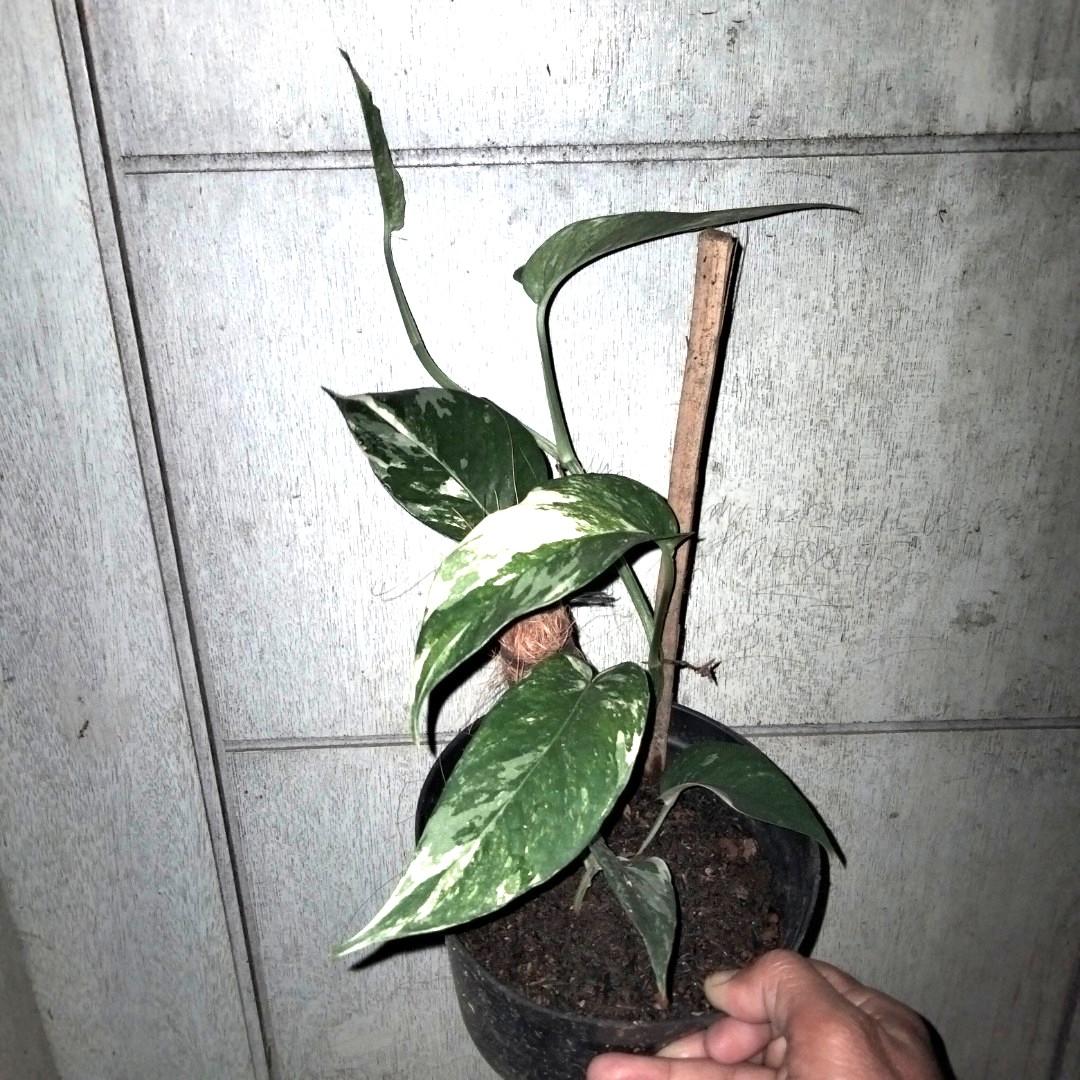 Tanaman epip premnum varigata A, Perkebunan di Carousell