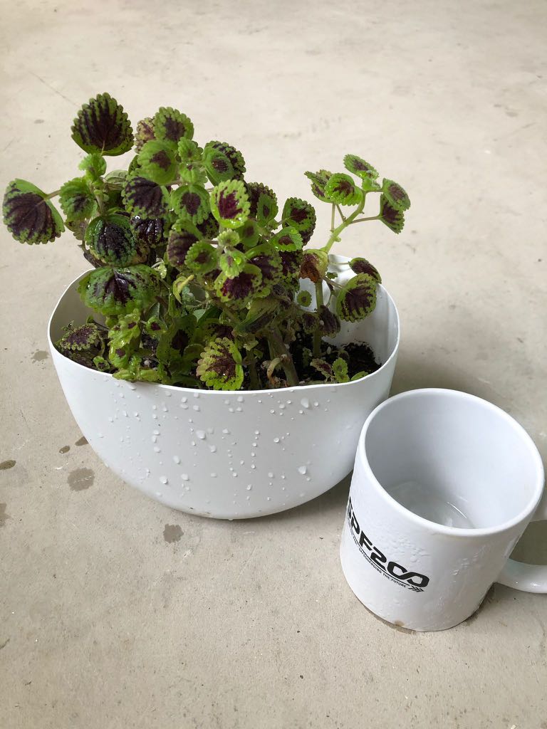 mini coleus, Furniture & Home Living, Gardening, Plants & Seeds on ...