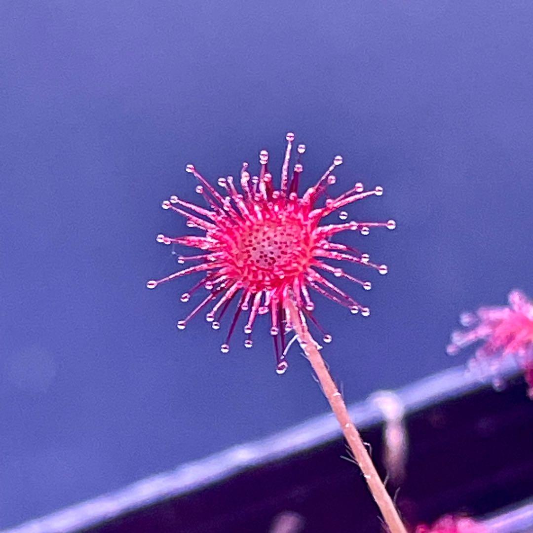 Drosera Paradoxa Sundew Carnivorous Plants Byblis, Furniture & Home ...