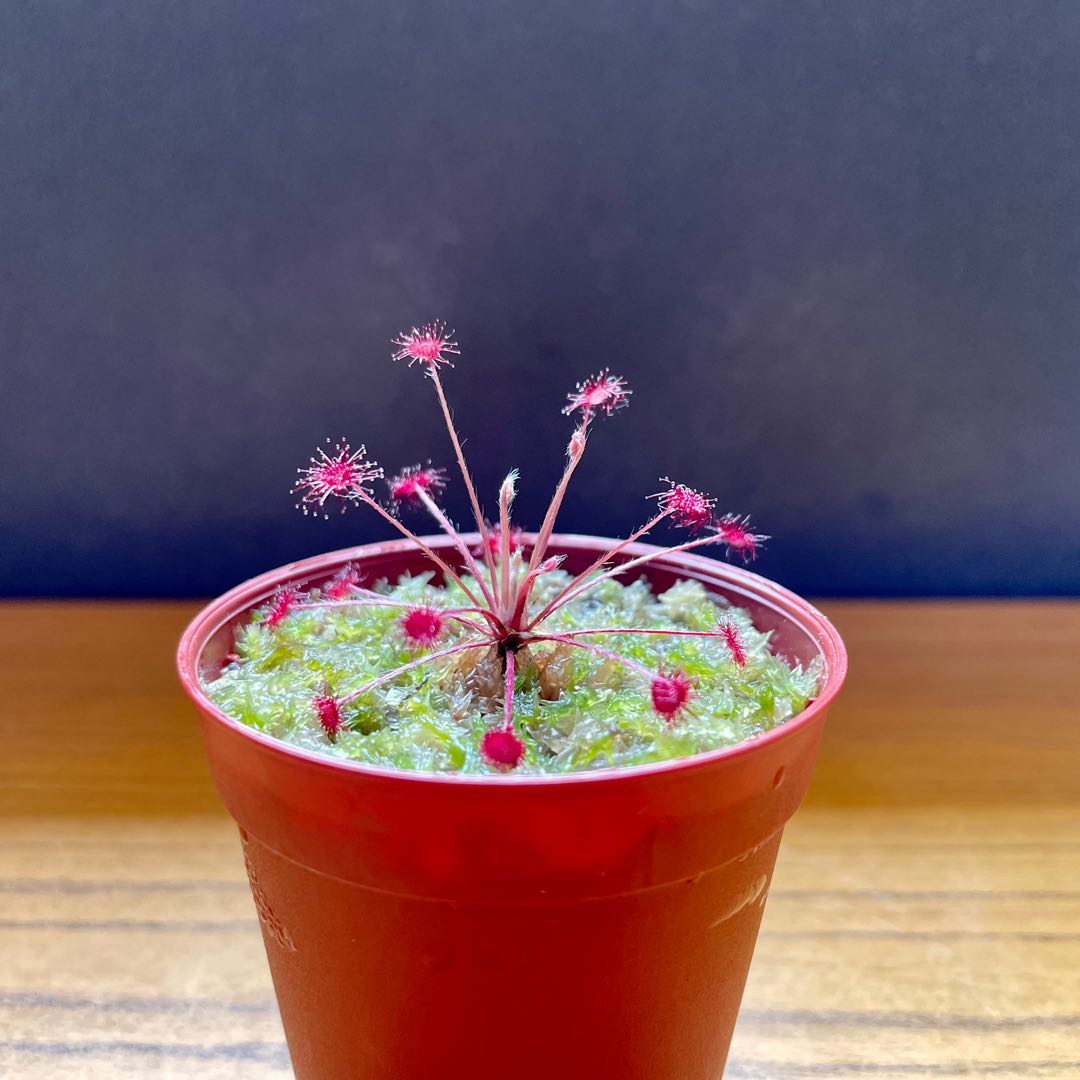 Drosera Paradoxa Sundew Carnivorous Plants Nov 2021, Furniture & Home ...