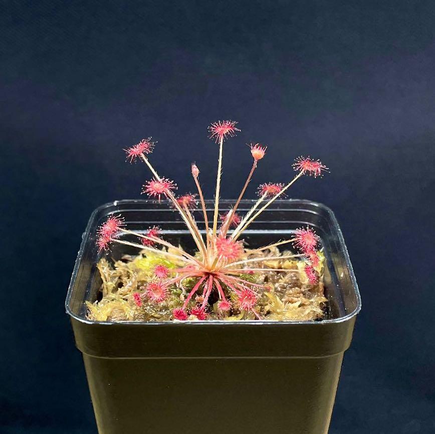 Drosera Paradoxa Sundew Carnivorous Plants Nov 2021, Furniture & Home ...