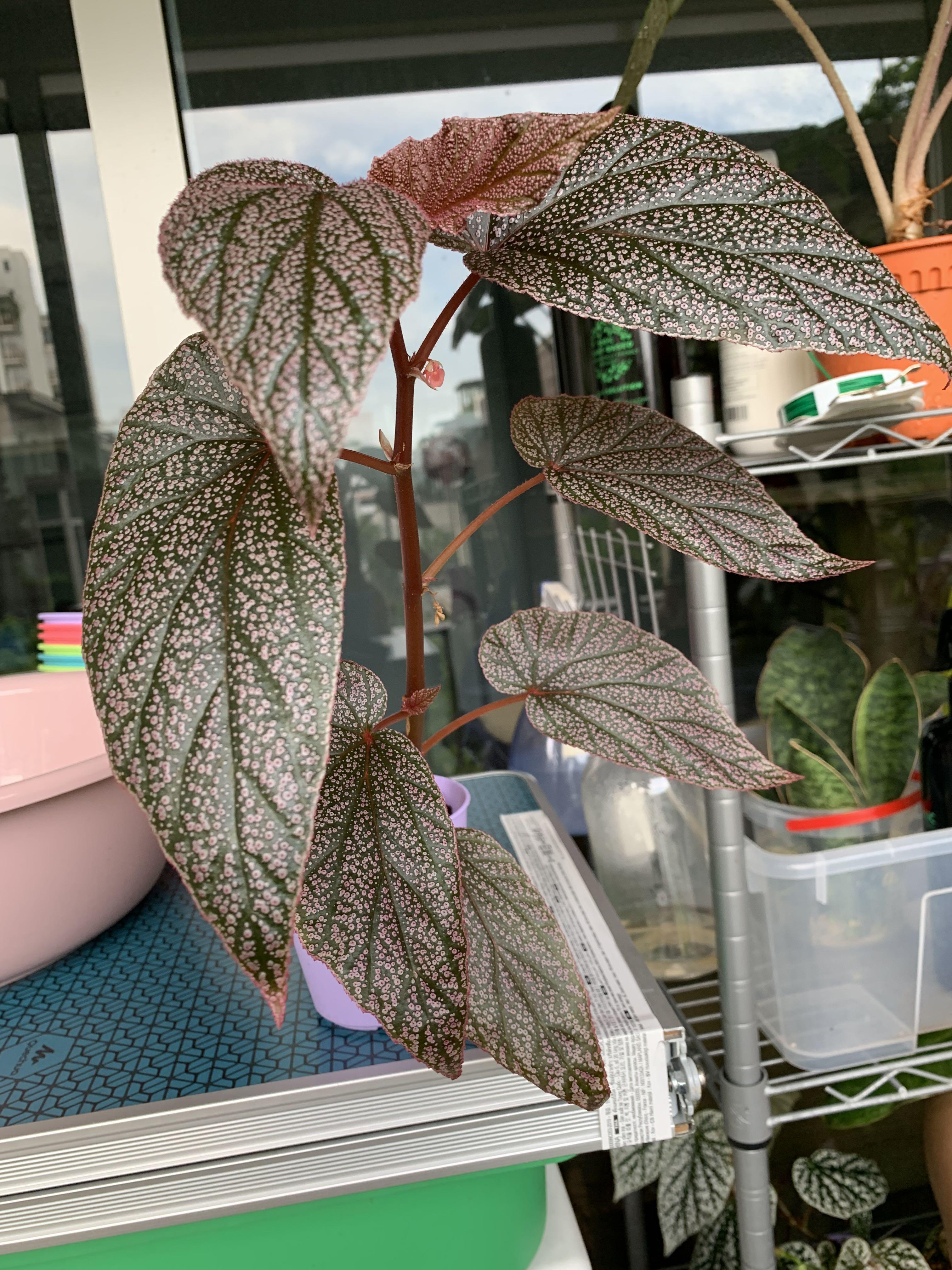‘Jac’ - Begonia U062, Furniture & Home Living, Gardening, Plants ...
