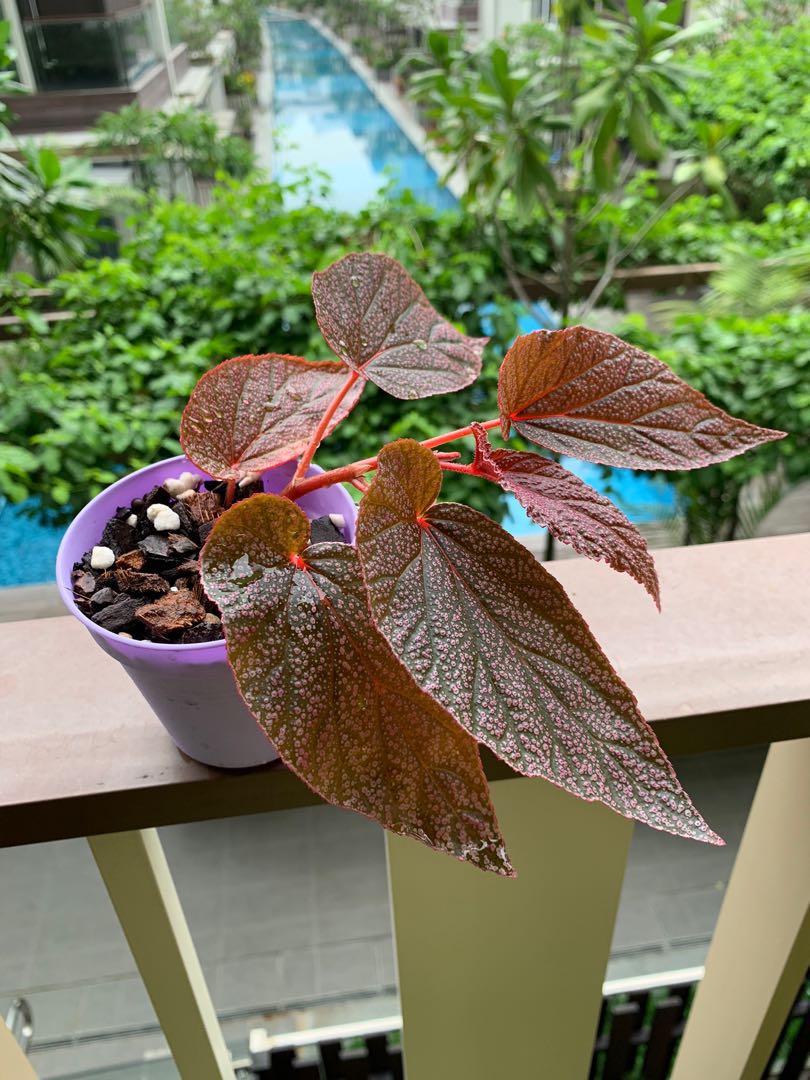 ‘Jac’ - Begonia U062, Furniture & Home Living, Gardening, Plants ...