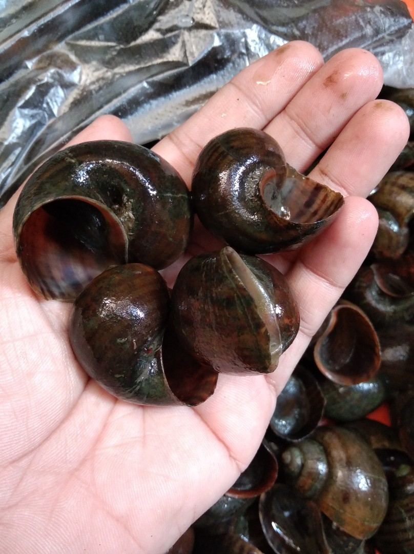 Kuhol, Food & Drinks, Fresh Produce on Carousell