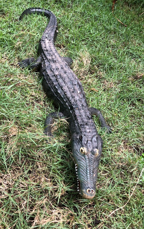 Mini Alligator Model for Free, Furniture & Home Living, Home Decor ...