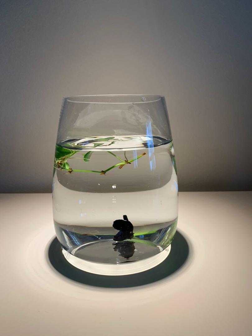 Table top fish tank deco, Pet Supplies, Homes & Other Pet Accessories ...