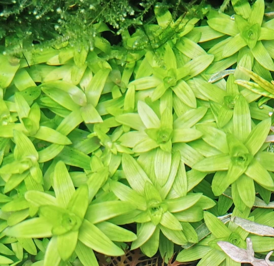 Tonina fluviatilis w/ roots aquatic plant, Furniture & Home Living ...