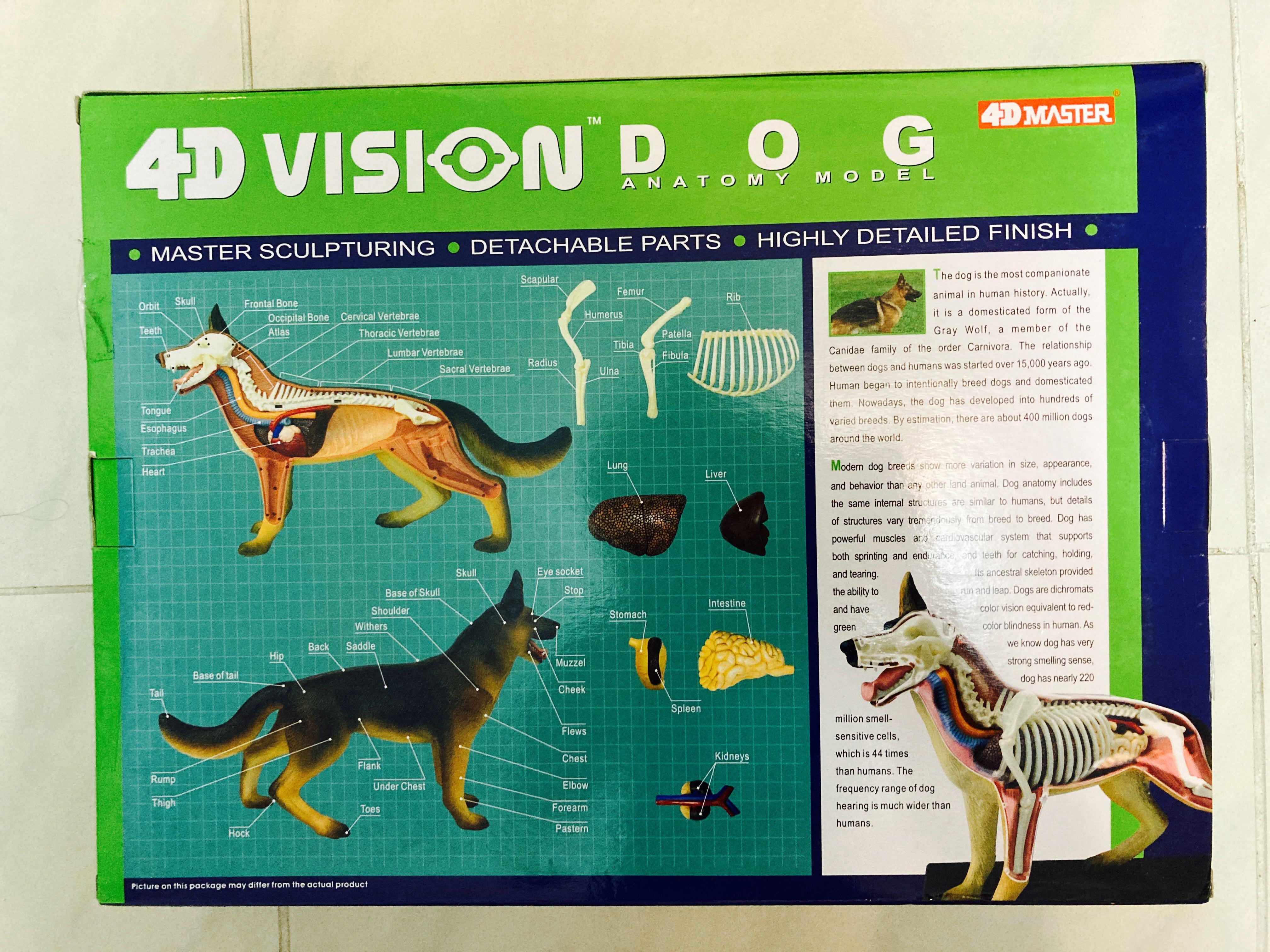 4D Vision Dog Anatomy Model, 興趣及遊戲, 玩具 & 遊戲類 - Carousell