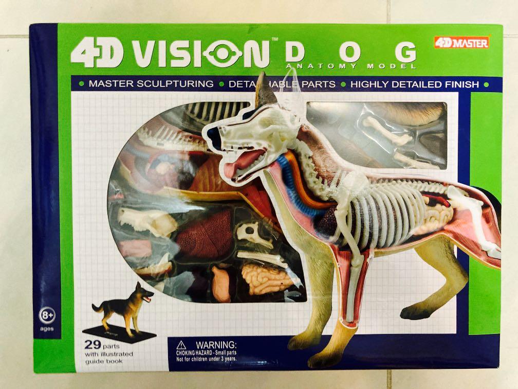 4D Vision Dog Anatomy Model, 興趣及遊戲, 玩具 & 遊戲類 - Carousell