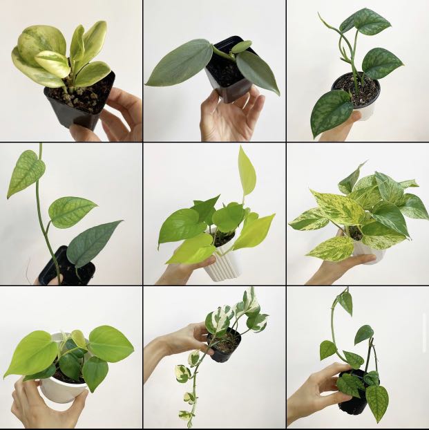 Assorted Indoor houseplants, Furniture & Home Living, Gardening, Plants ...