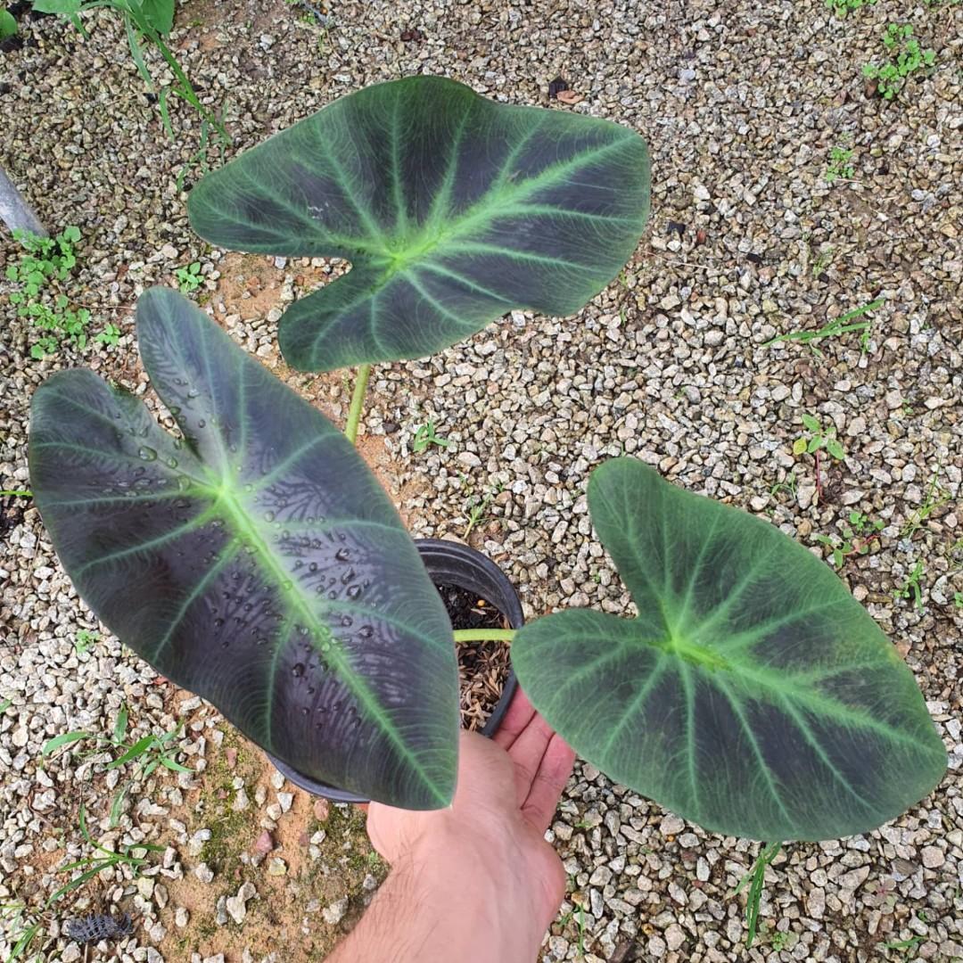 Colocasia Aloha, Furniture & Home Living, Gardening, Plants & Seeds on ...